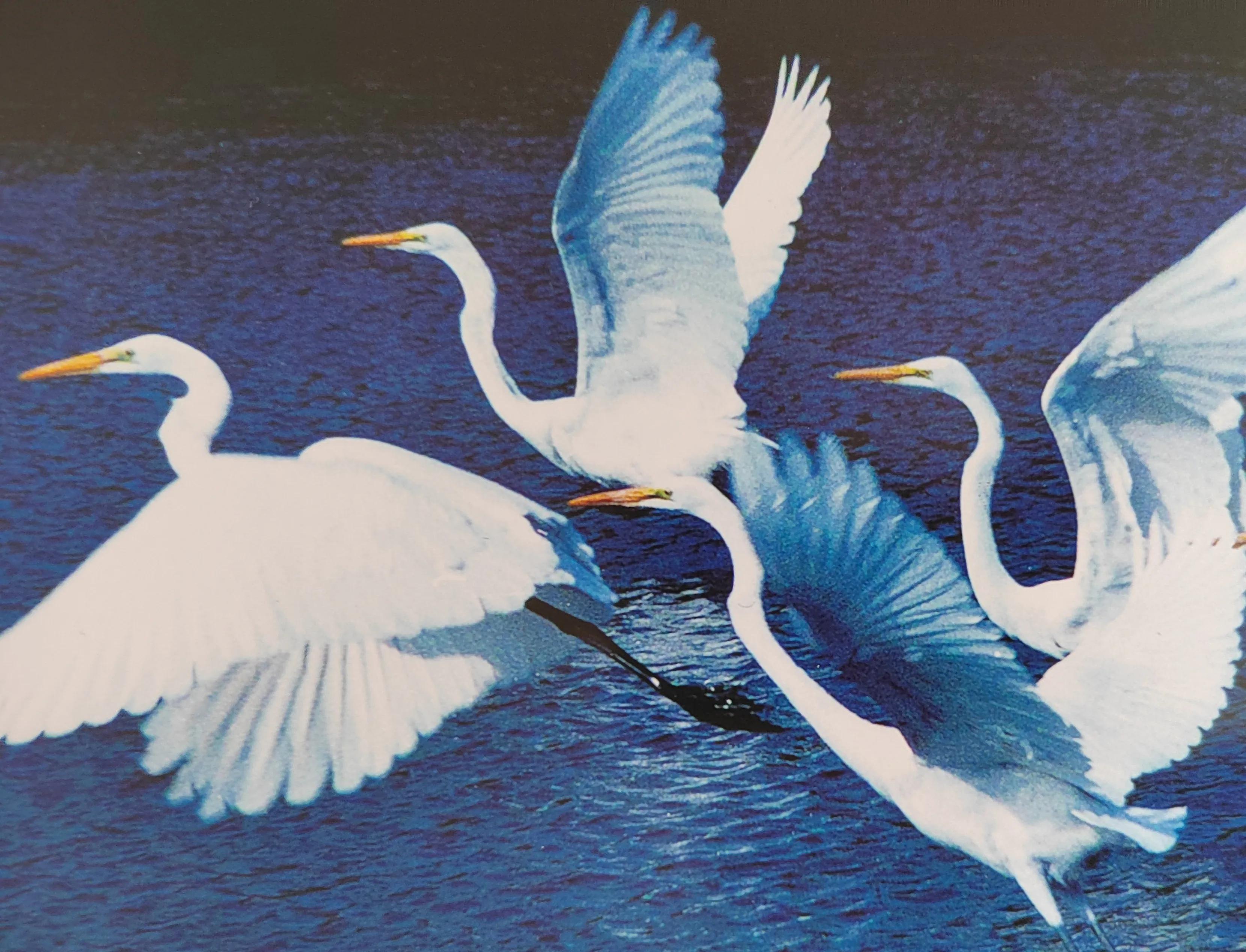 Egrets fly everywhere - iMedia