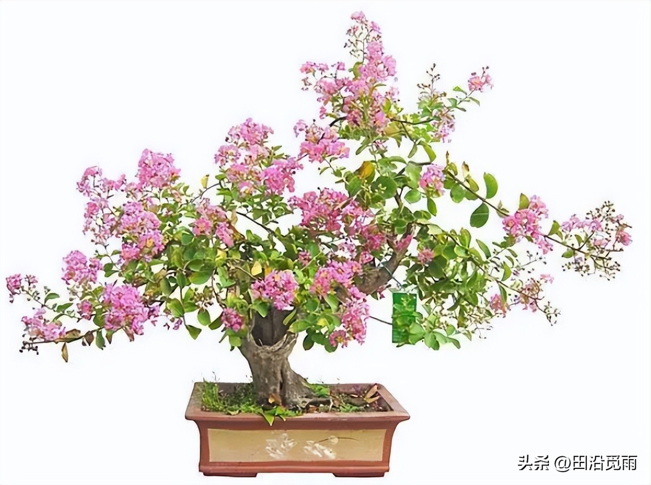 If you want the crape myrtle bonsai to look good, the shape of the ...