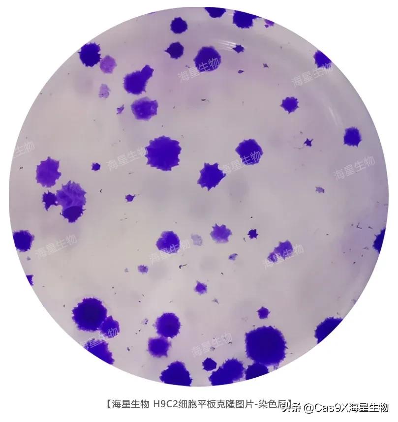 ClonePlus™ cell clone formation experiment - iNEWS