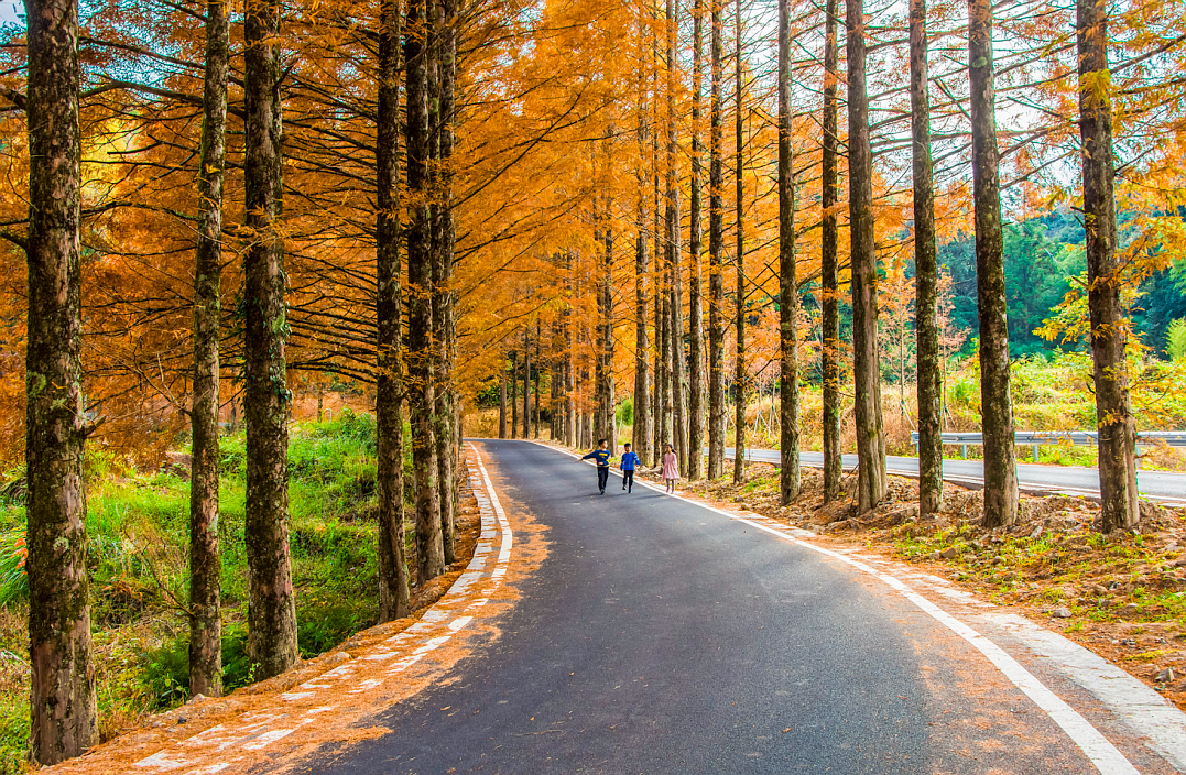 Walking into the autumn forest, the autumn mood is waiting for you to ...