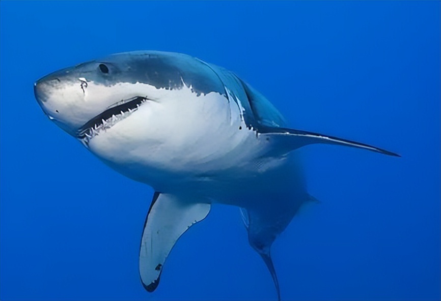 Listen, the cry of those endangered marine animals... - iNEWS