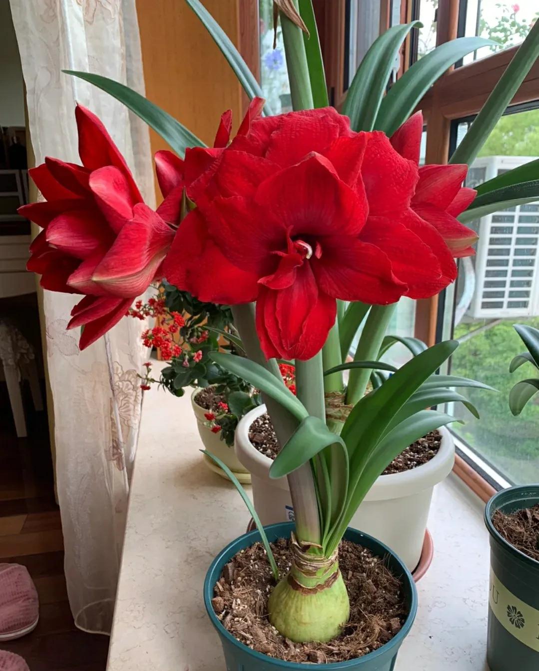 In February, it is suitable to grow three kinds of "big red flowers ...