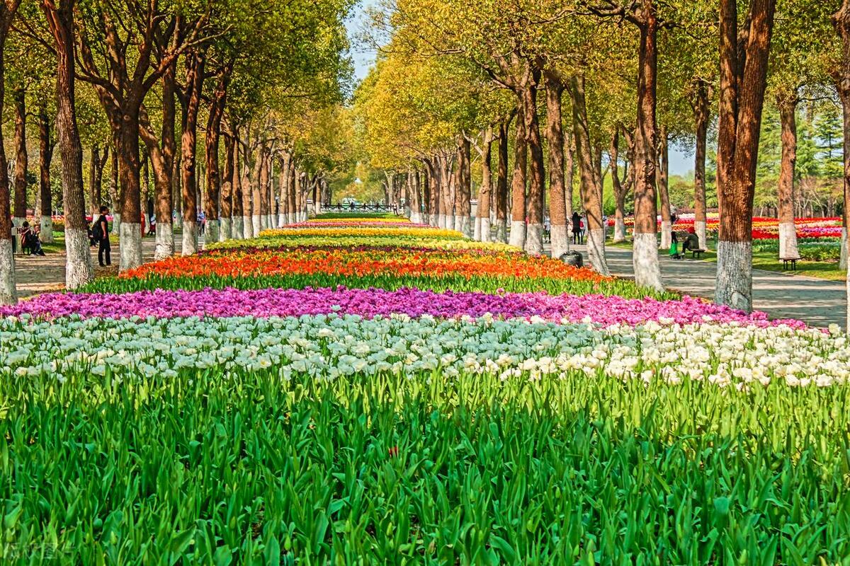 Top Ten Flower Viewing Spots in Shanghai - iNEWS