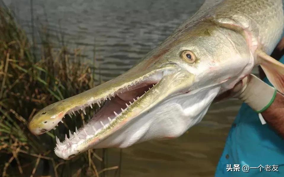 "Strange fish" found in the park, they want to drain the lake to catch ...