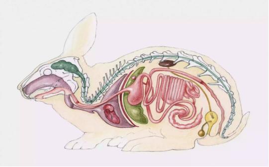 12 animal organ systems - iNEWS