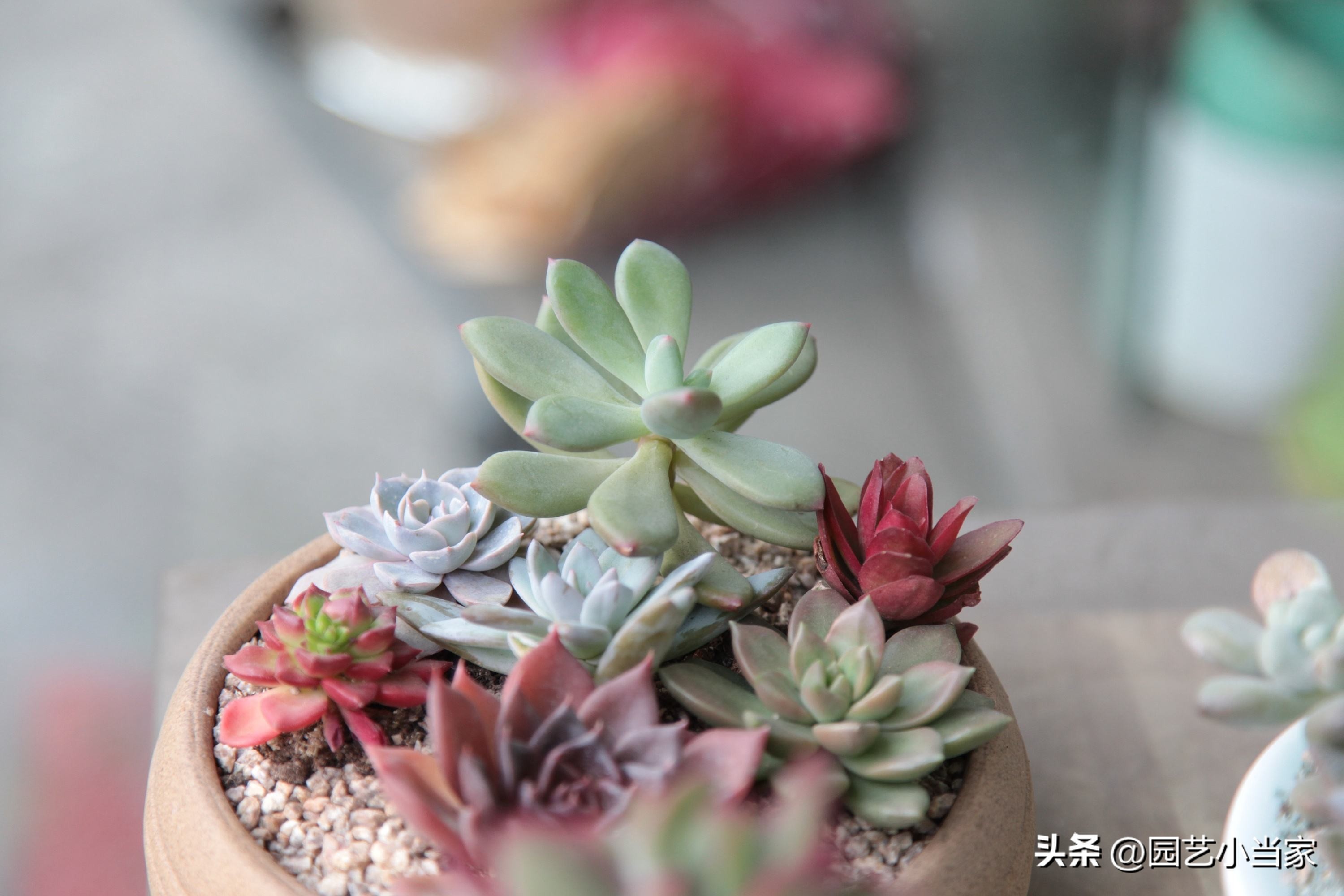 Rumor has been refuted!Two rumors about growing flowers - iNEWS