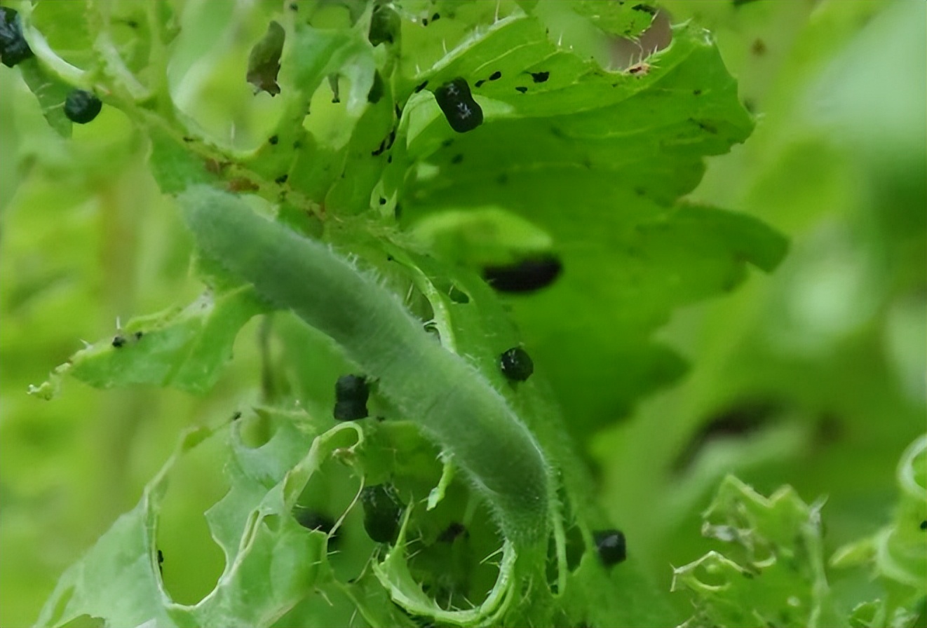 Planting cabbage and radish, afraid of jumping beetles after emergence ...