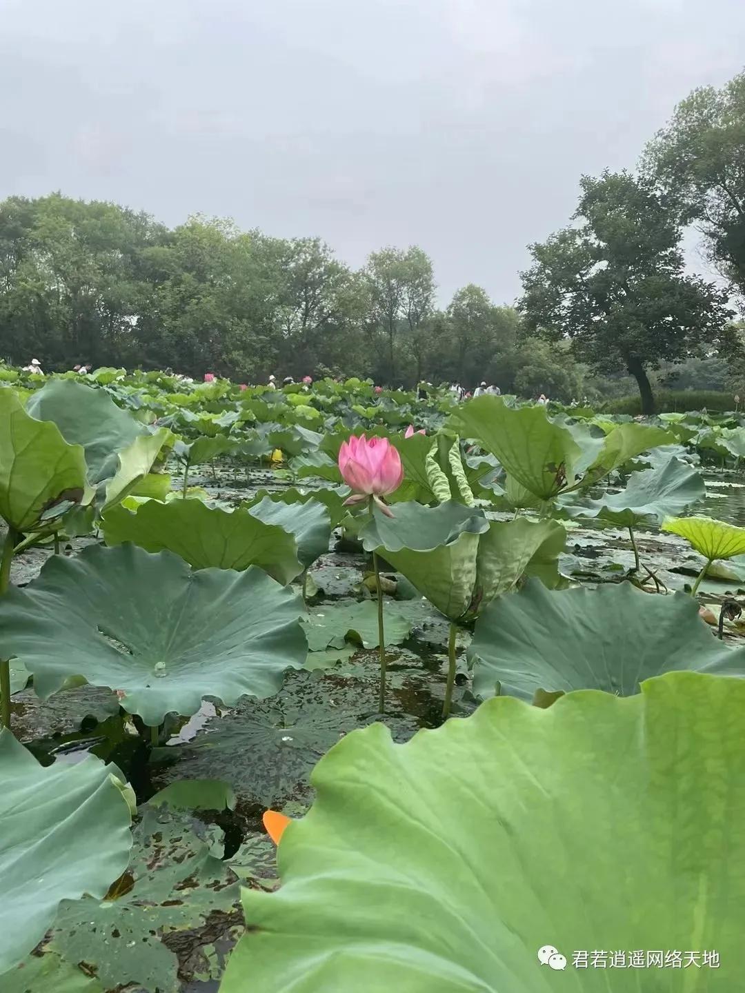 "Original"Magpie Bridge Immortal - iNEWS