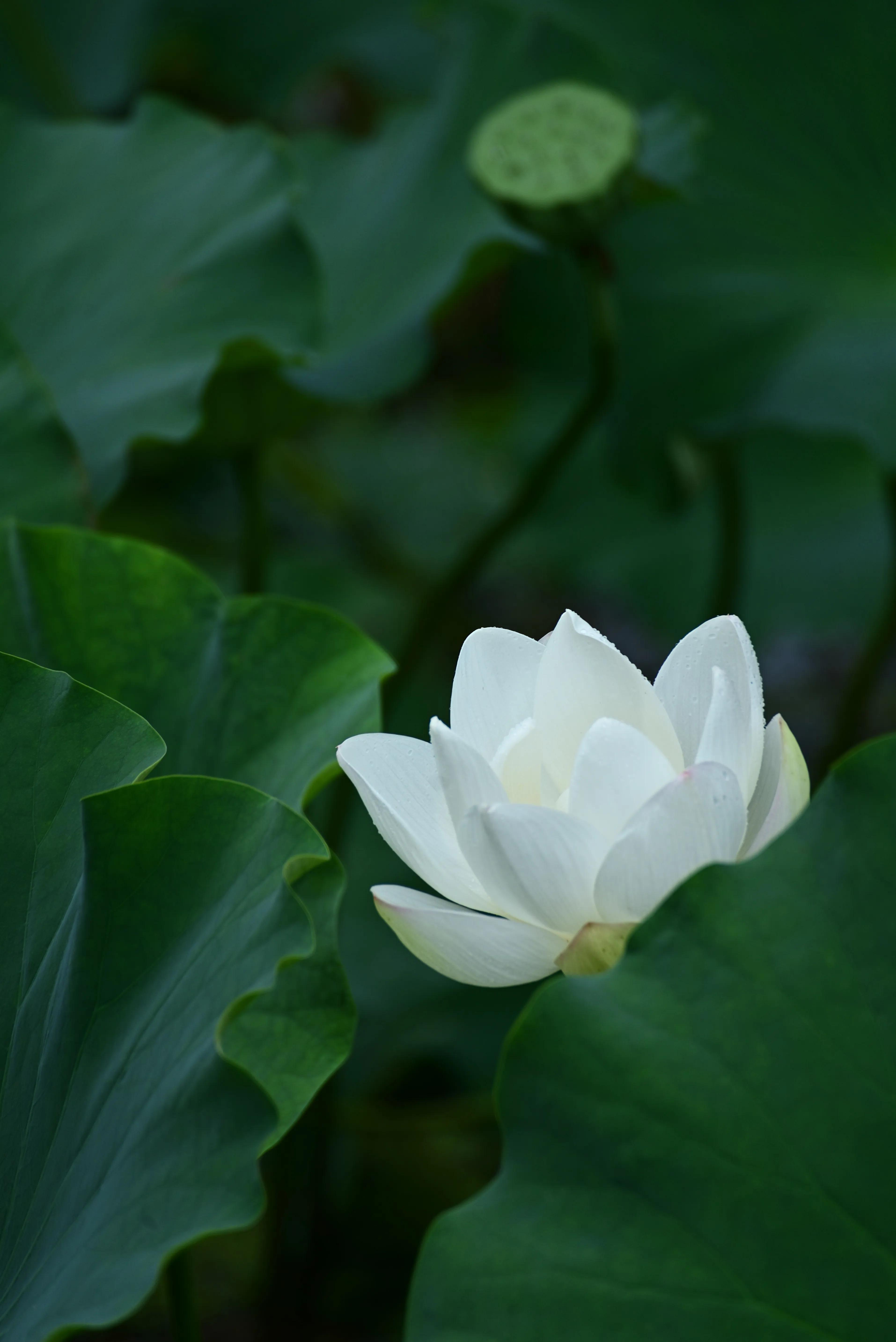 Burning lotus flowers emerge from the water (No. 115) - iMedia