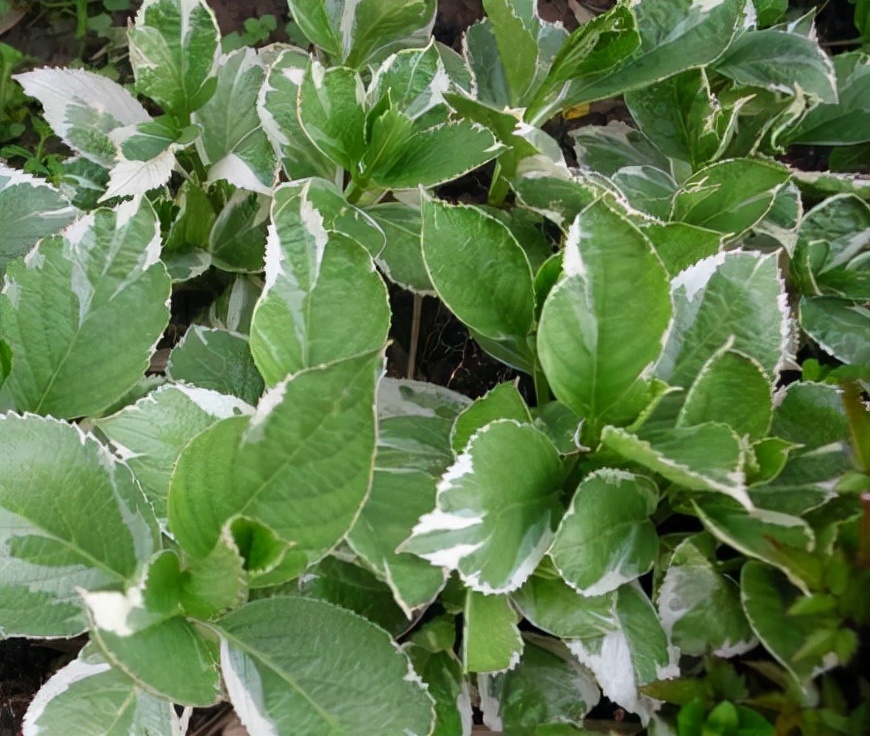 The leaves are more beautiful than the flowers-silver-rimmed hydrangea ...