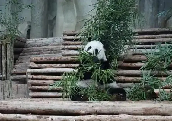 The poor giant panda was unable to return to its roots again, and Lin ...