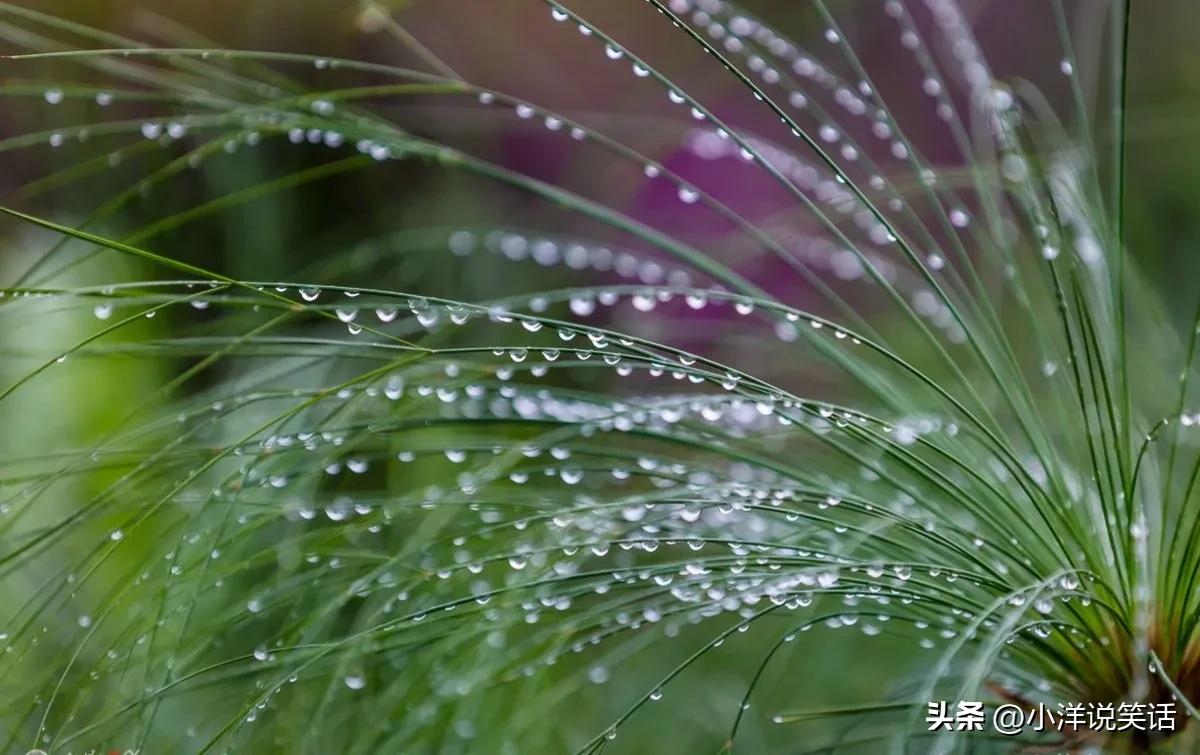 Happy Rain on a Spring Night (Du Fu) - iNEWS