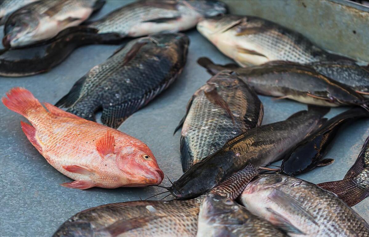The three "dirtiest" fish contain "parasites", many people don't know ...