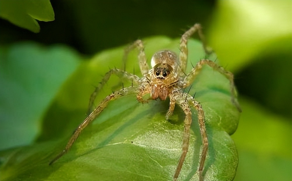 Do you know the spider that gives gifts?How hard do animals have to ...