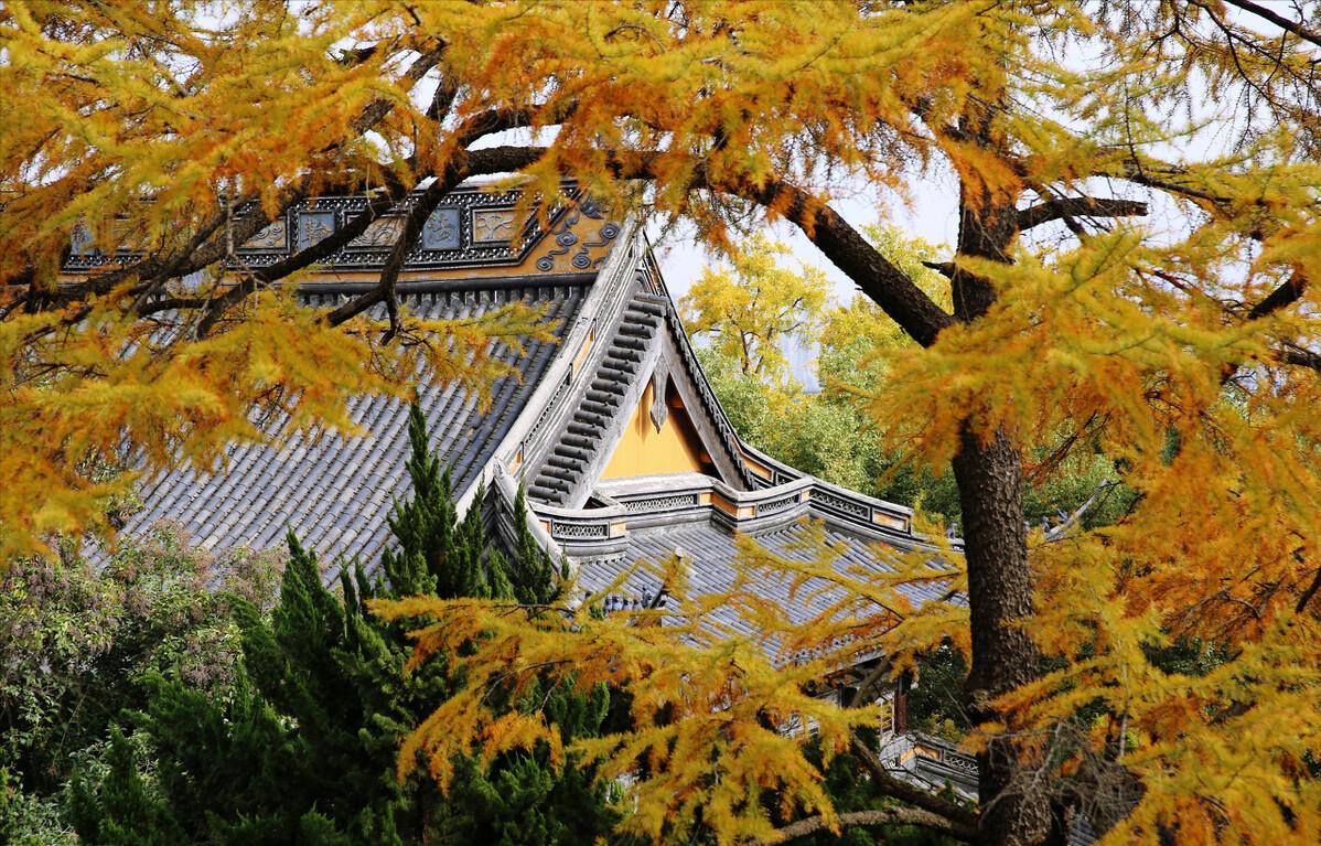 A leaf knows that the autumn color is yellow, and the breeze is ...