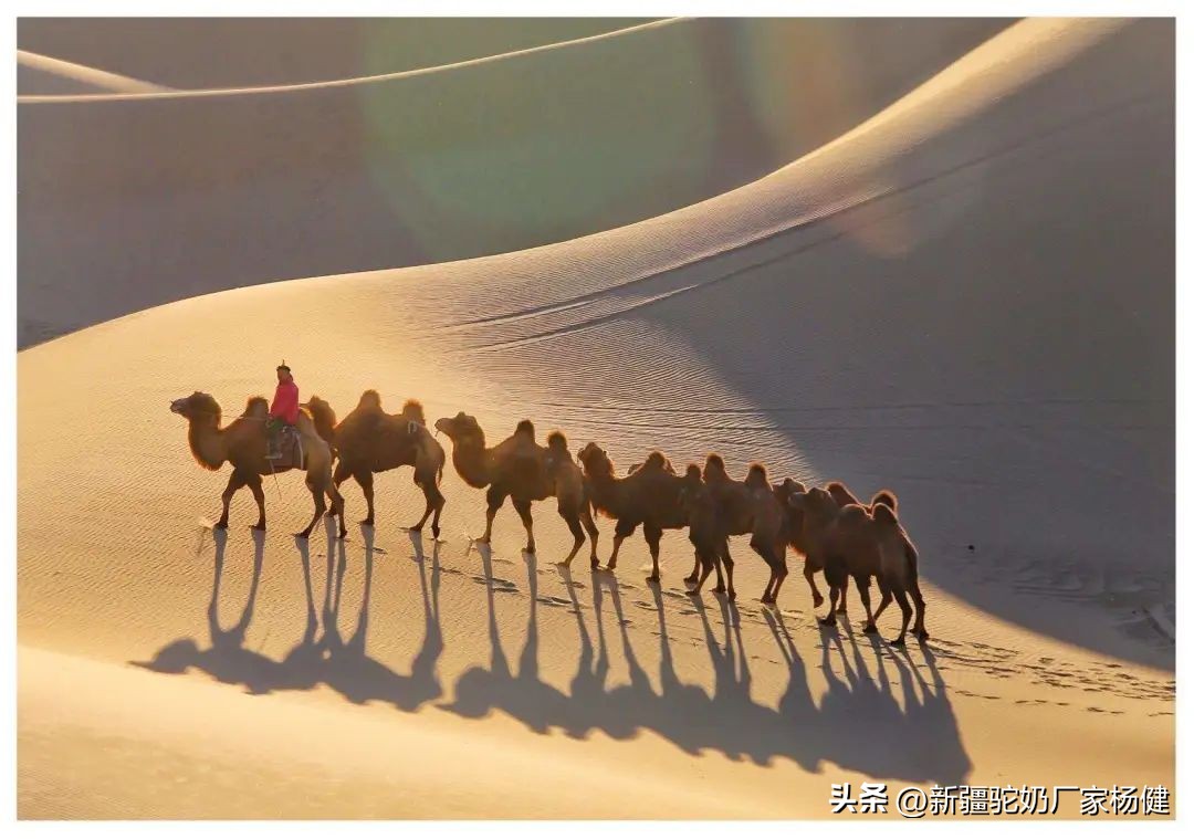 The magical species in the vast desert - camel! - iMedia