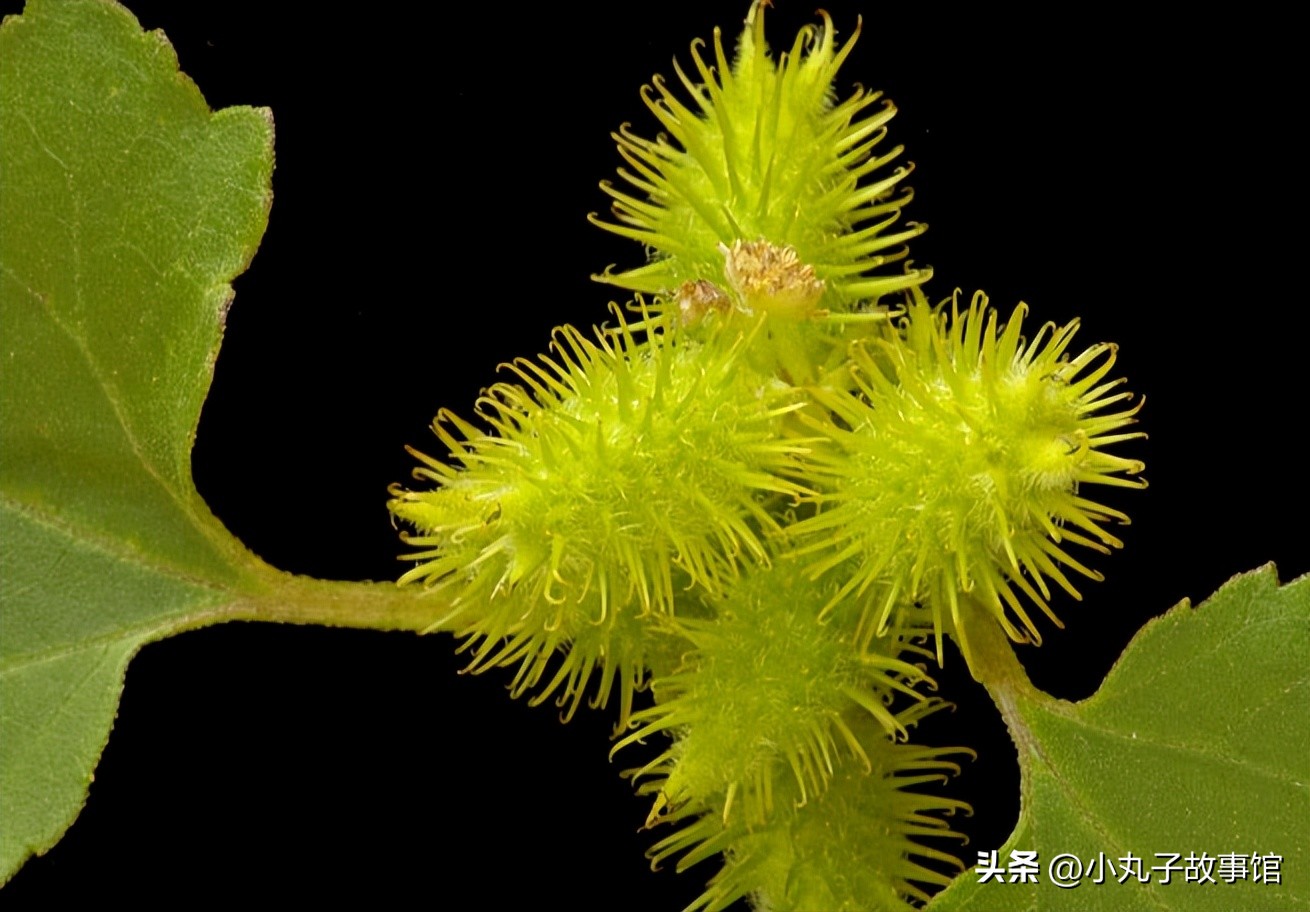Exploring the biological characteristics and ecological applications of ...