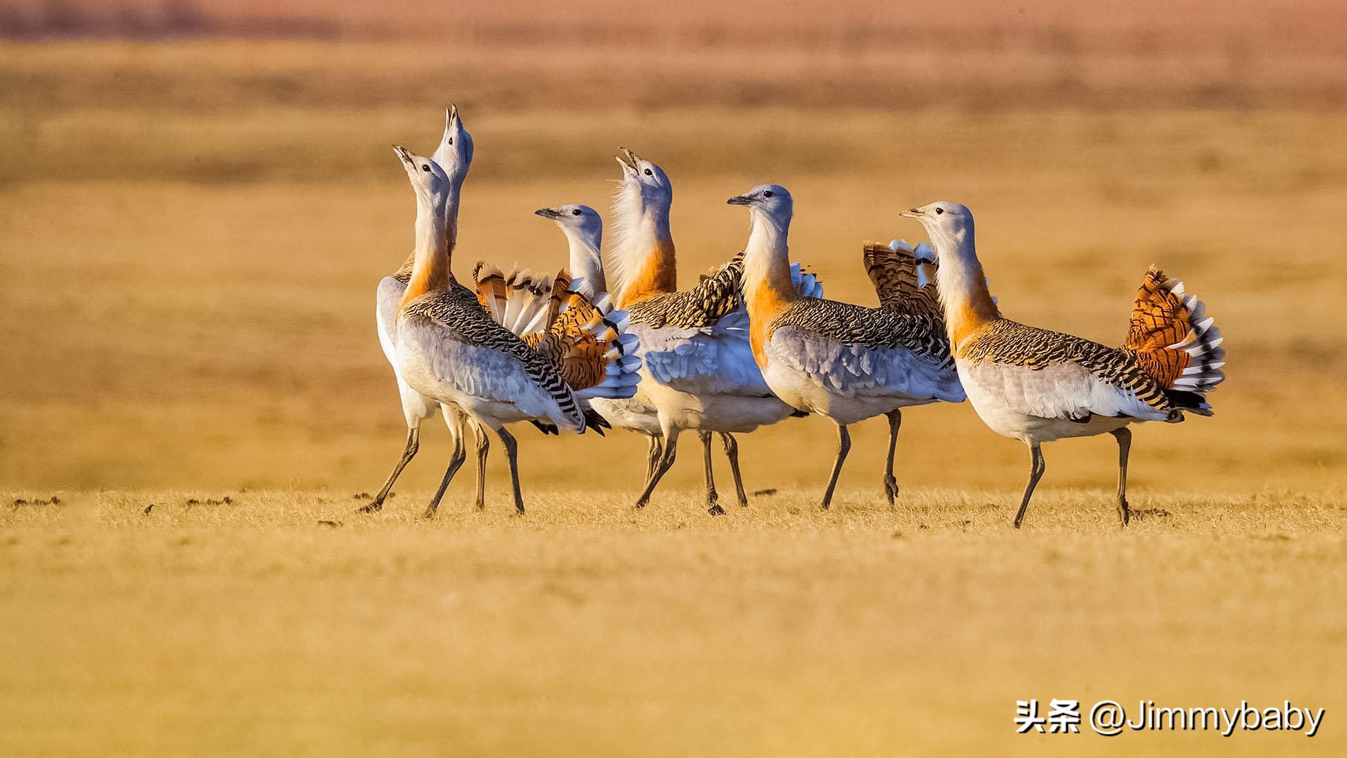 The Legend of the World's National Bird: The Hungarian Great Bustard ...