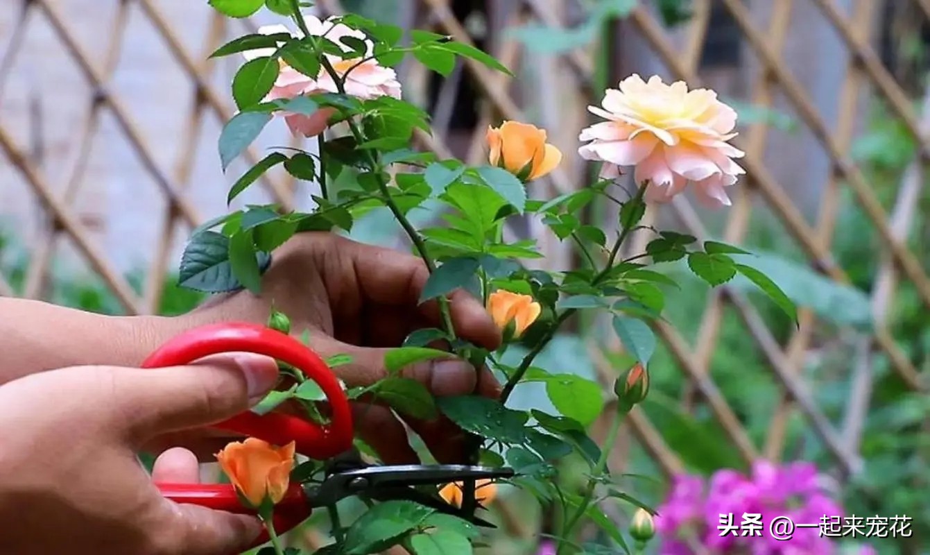 After the rose flowers fail to bloom, do these 4 things quickly, and ...