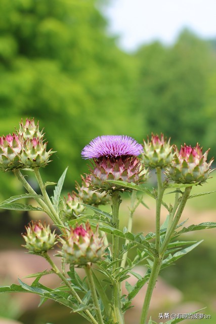 Brands that were once popular but have disappeared - iNEWS