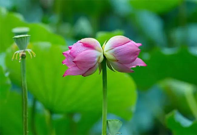 Who is Li Wan, the Great Bodhisattva in "A Dream of Red Mansions"? - iNEWS