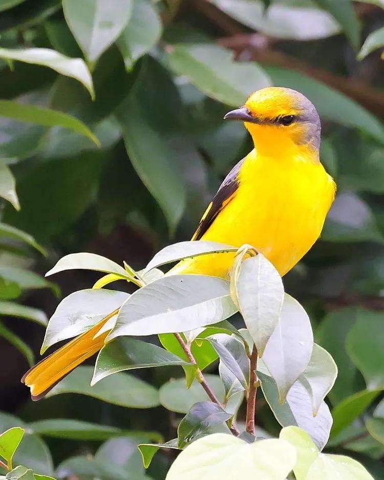 Go to Hainan and see the red bell pepper bird - iNEWS