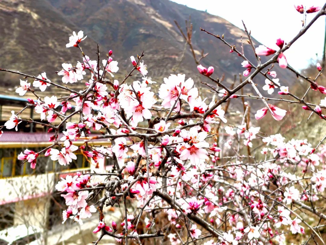 Yurun Boyu Peach Blossoms - iMedia