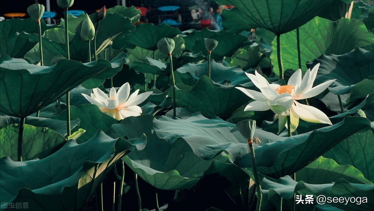 Plum blossoms are easy to count. Xiangshu is easy to reason (2) - iNEWS