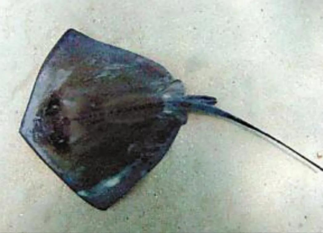 Seven Unidentified Creatures That Actually Existed - iNEWS