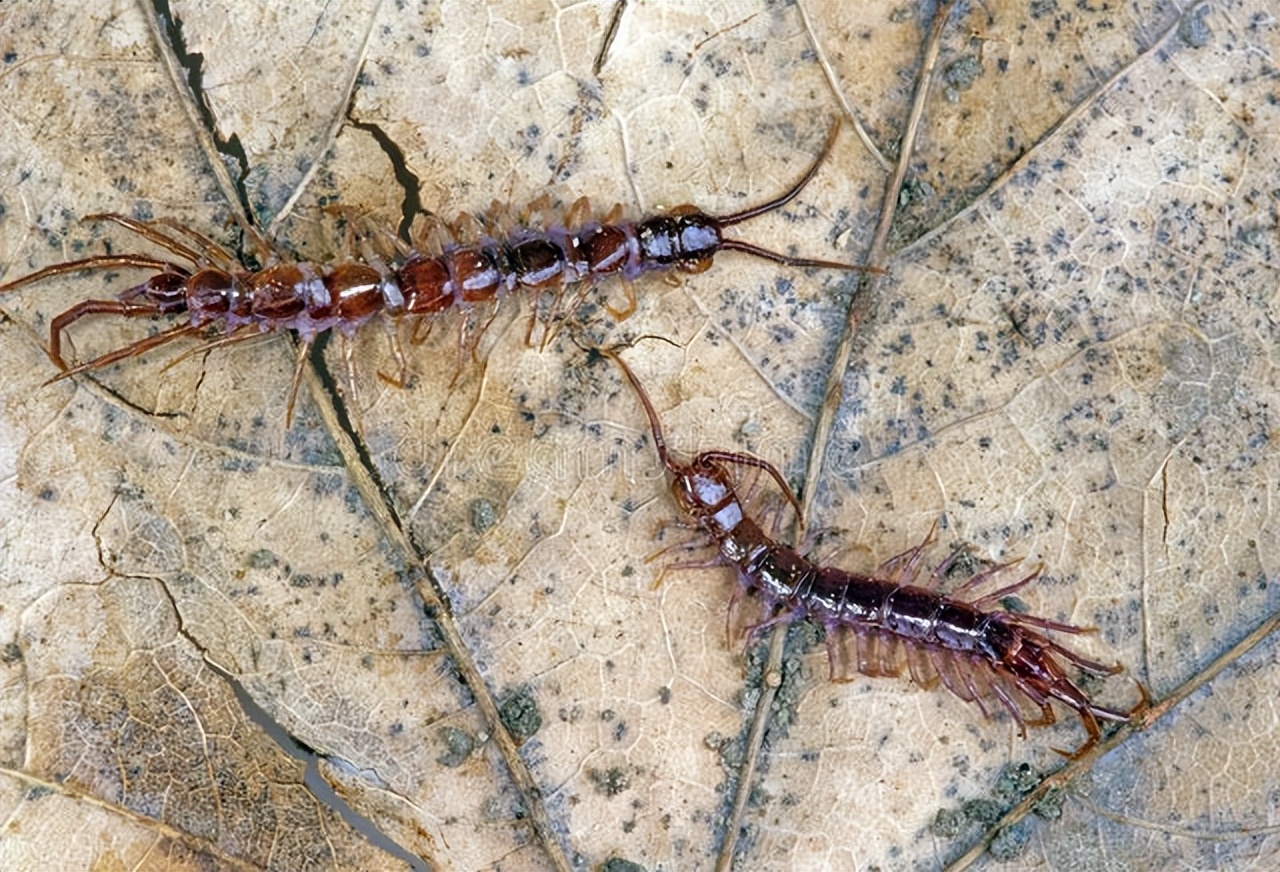 Do centipedes actively bite? What should I do if there are centipedes ...