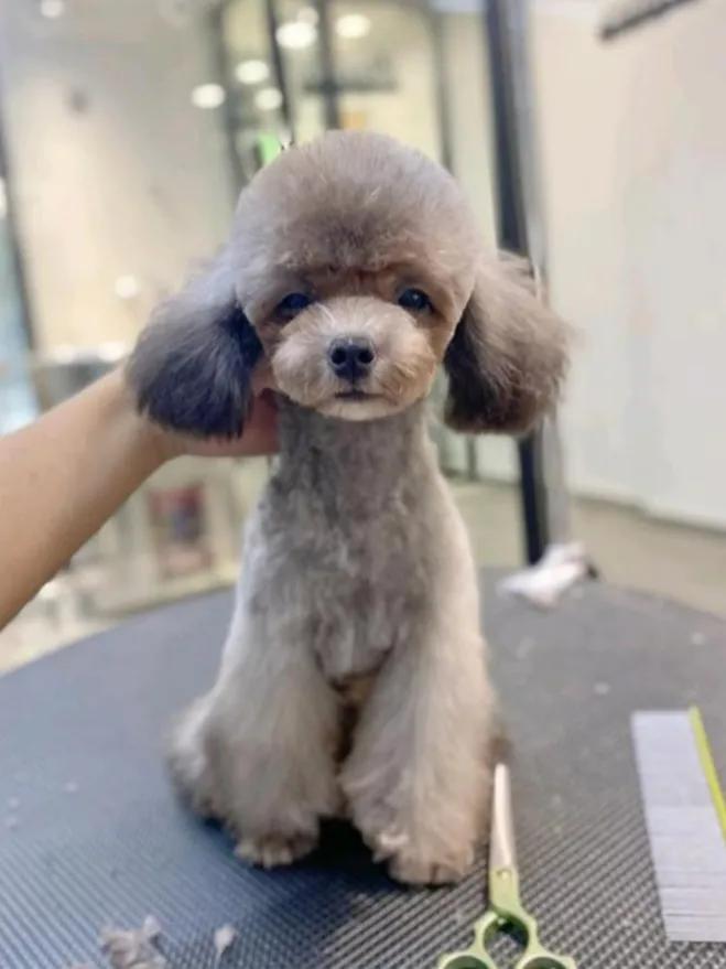 5 diseases and solutions that Teddy dogs are prone to! - iNEWS