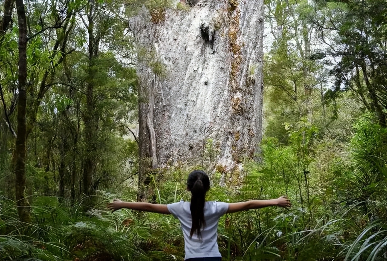 Inventory of the ten tallest trees in the world, the tallest tree in ...