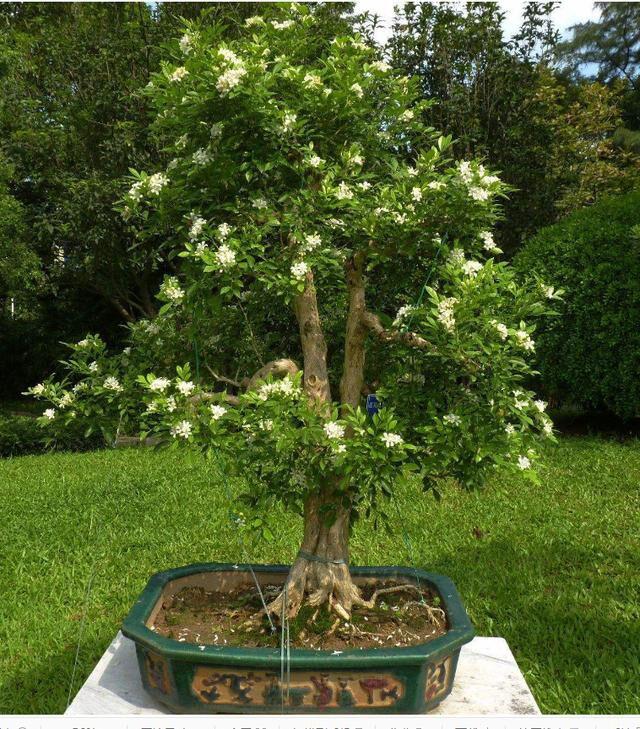 The new product of Paris Guri incense is maintained like this, the ...