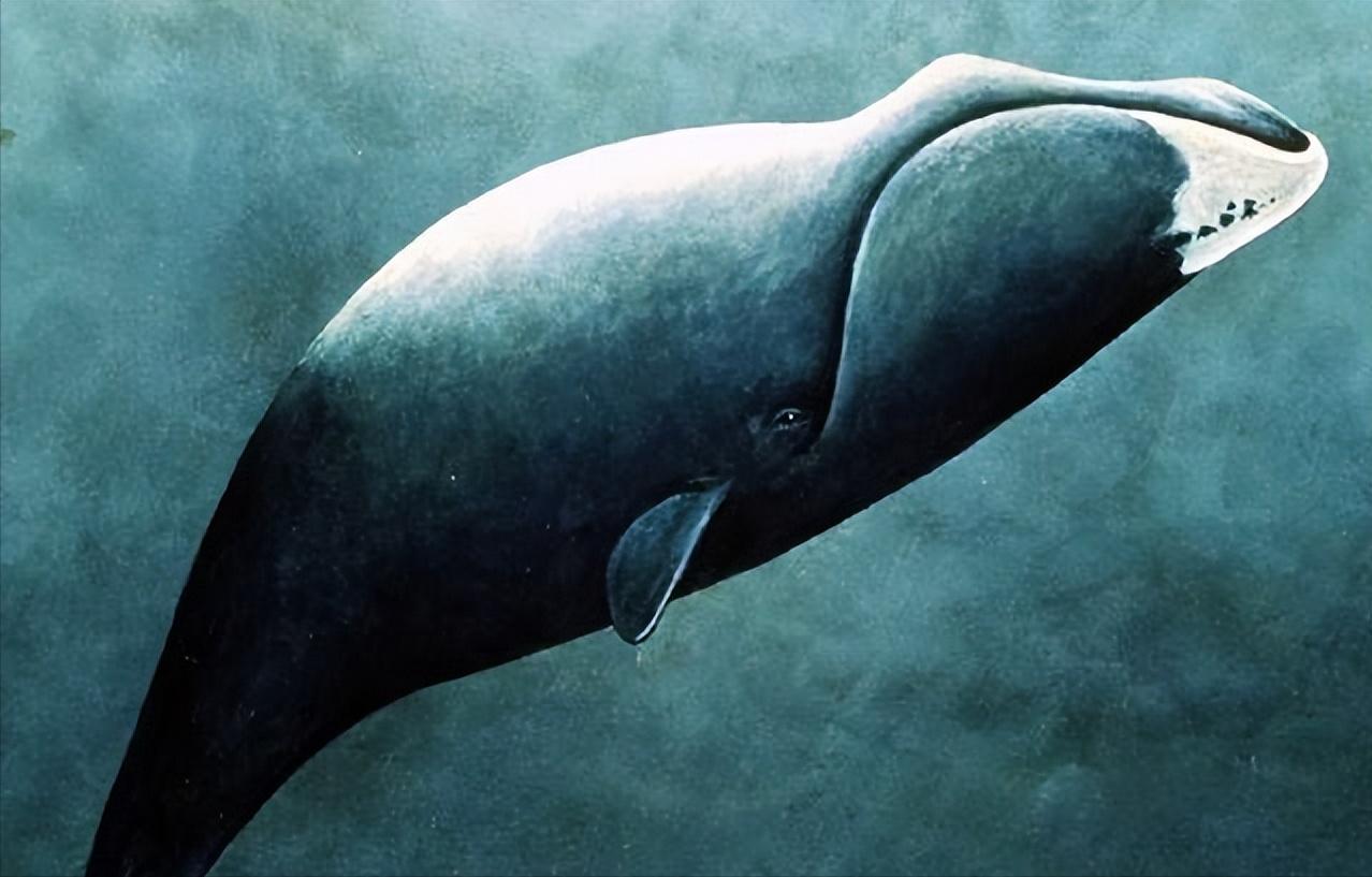 500-year-old clams, 400-year-old fish, do you know what is the longest ...