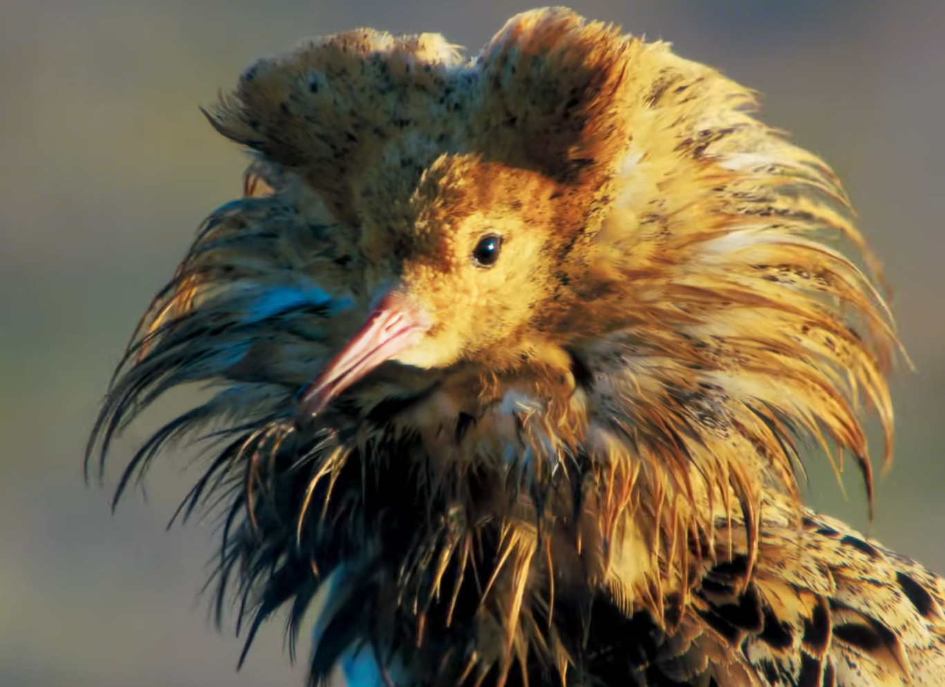 What does the world's most unique bird look like?Jumping on the edge of ...