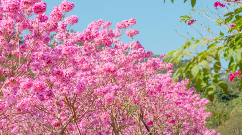 The cherry blossom season in Malaysia is here - iNEWS