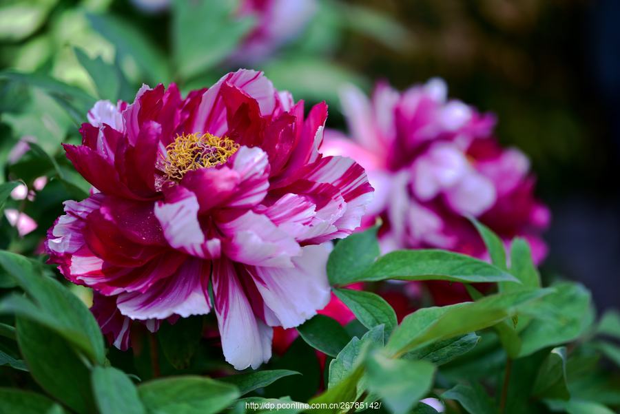 "The national color is intoxicated in the morning, and the clothes are ...
