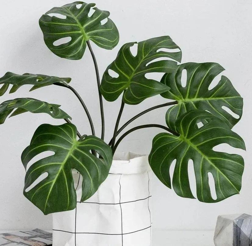 Monstera means "auspicious and long life". After 4 o'clock in the cold ...