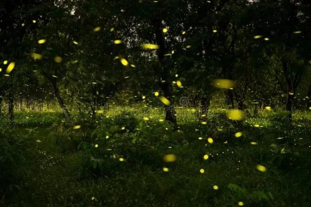 Where are the fireflies that can be seen everywhere in the countryside ...