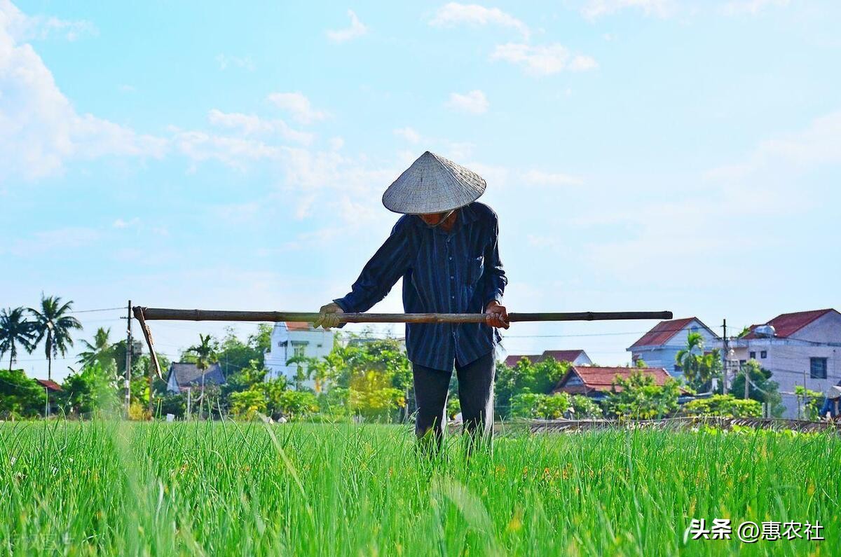 For more than 2,000 years, farmers in the Han Dynasty must have swords ...