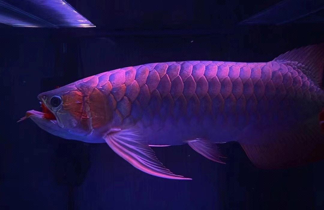 Arowana: Fascinating Beauty and Conservation Challenges - iNEWS