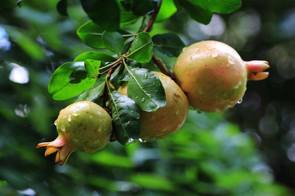 Hua Yuanfa: It has a high charm value. It can not only enjoy flowers ...