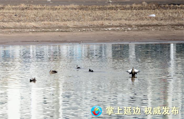 Yanji: Spring River Plumbing, Wild Ducks, Swans, and Cloth Rivers - iNEWS