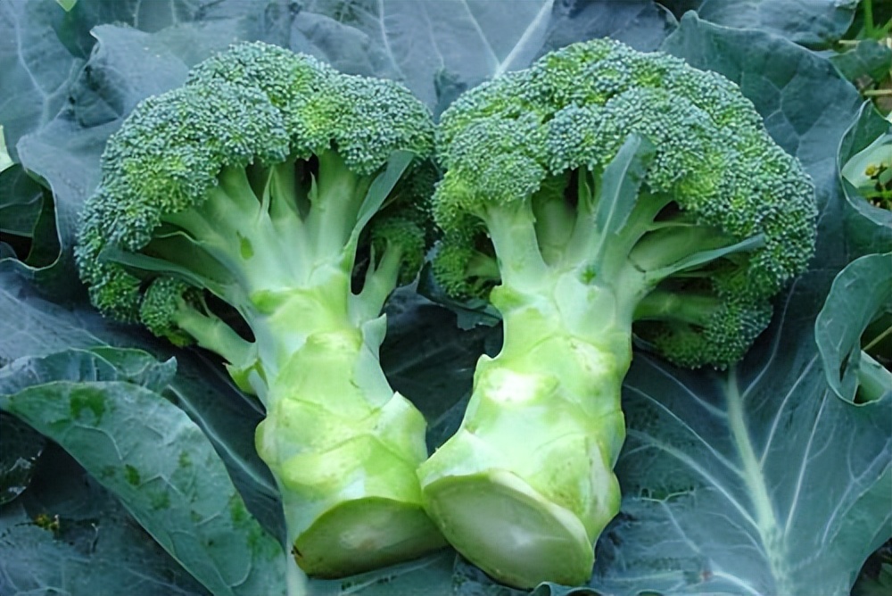 Main points of broccoli root maintenance - iNEWS