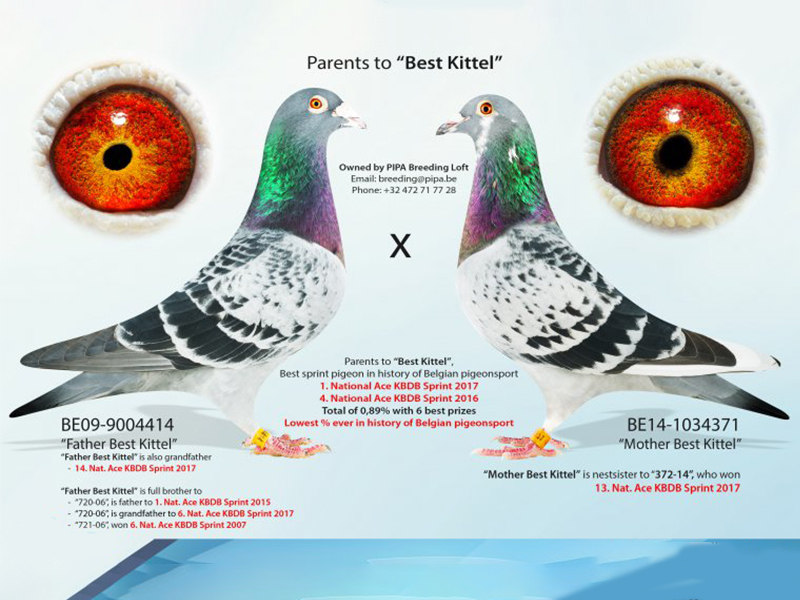 Best Kittel, the best sprint pigeon ever - iNEWS