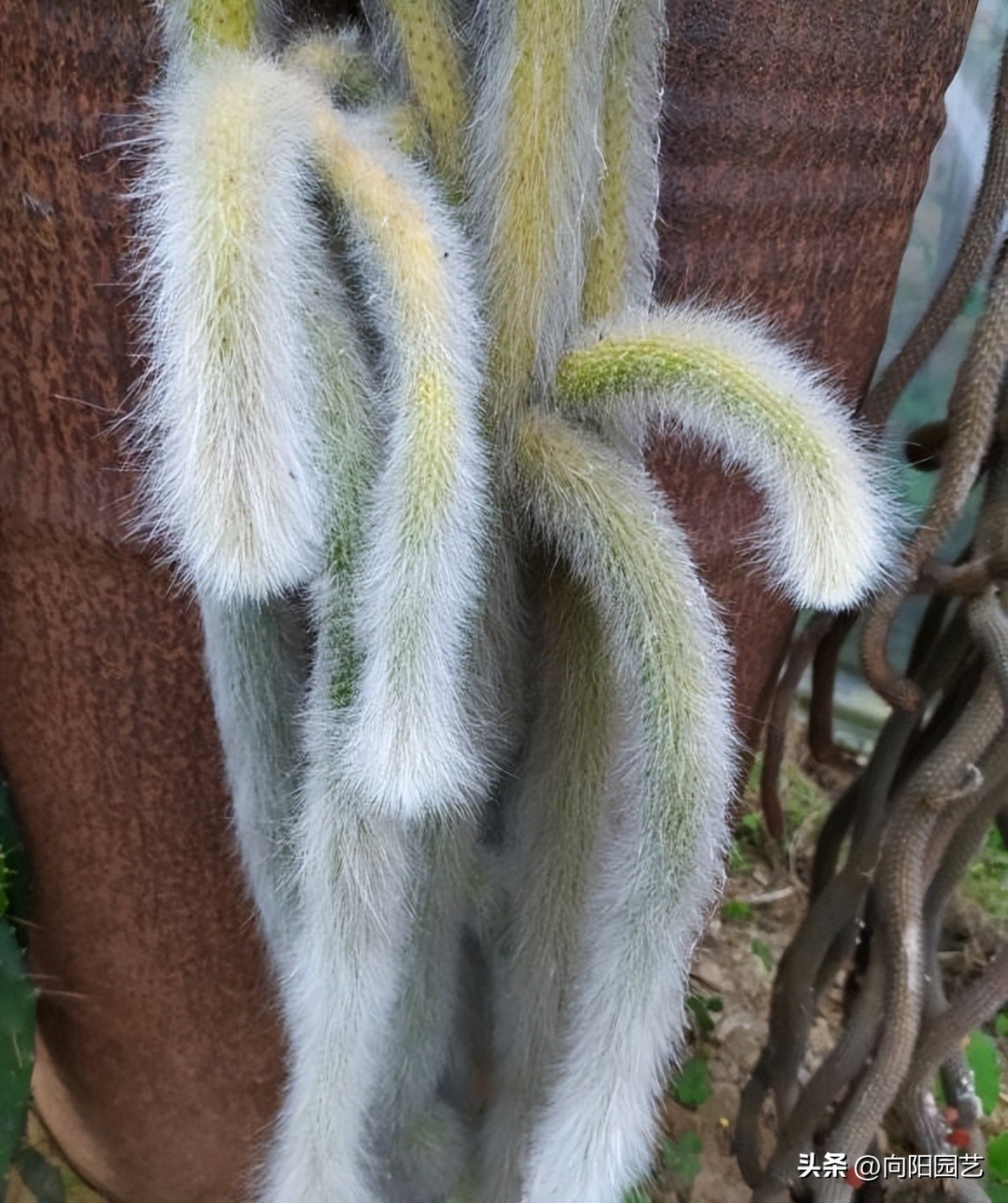 They are all monkey tails. Why are some hairs long and some short ...