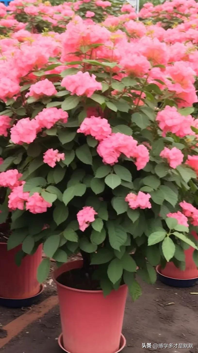 Blooming vitality, embellishing indoor and outdoor spaces: Potted Calyx ...