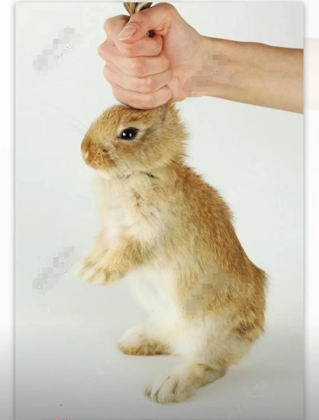 Koreans say their land looks like a tiger, netizens: I look like a ...