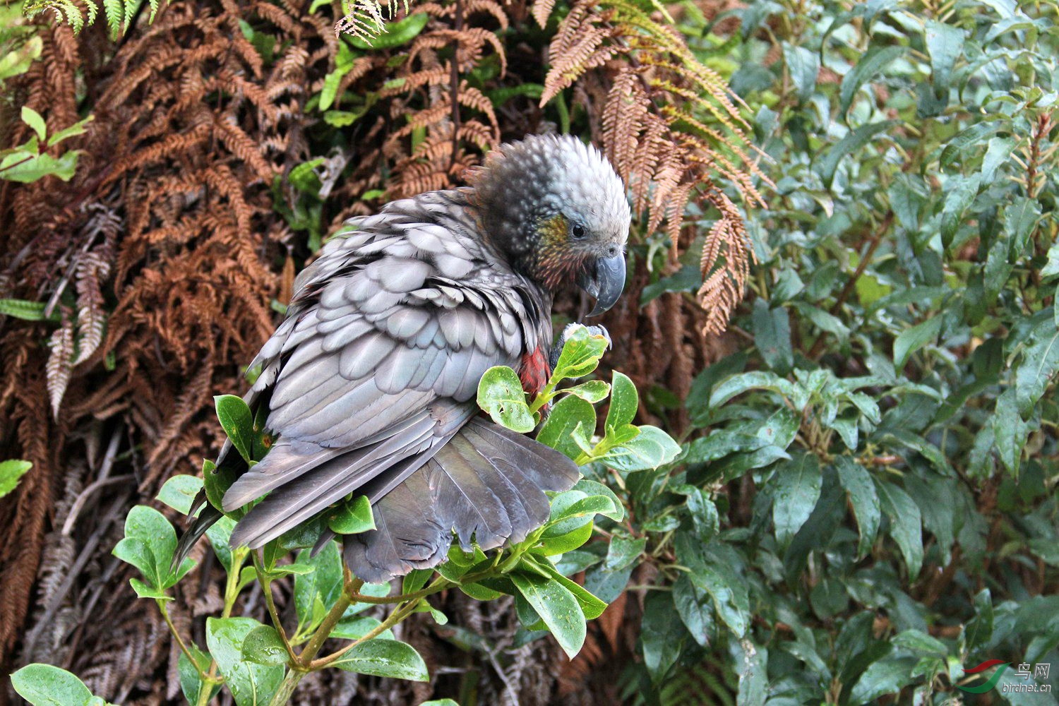 The funniest parrot in the world, who was too fat to fly, is now an ...