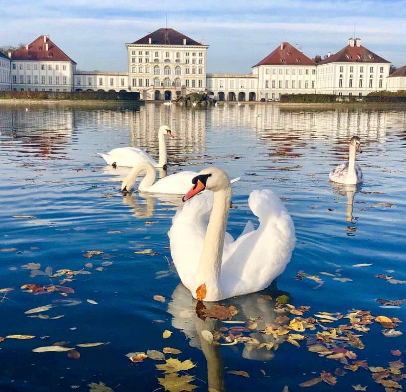 Social Structure and Reproductive Behavior of "Swan": A Field ...